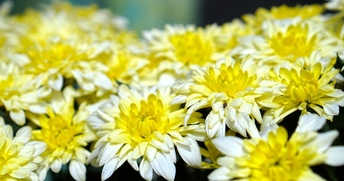 Sfaturi pentru îngrijirea tufănelelor, florile de toamnă - KFetele