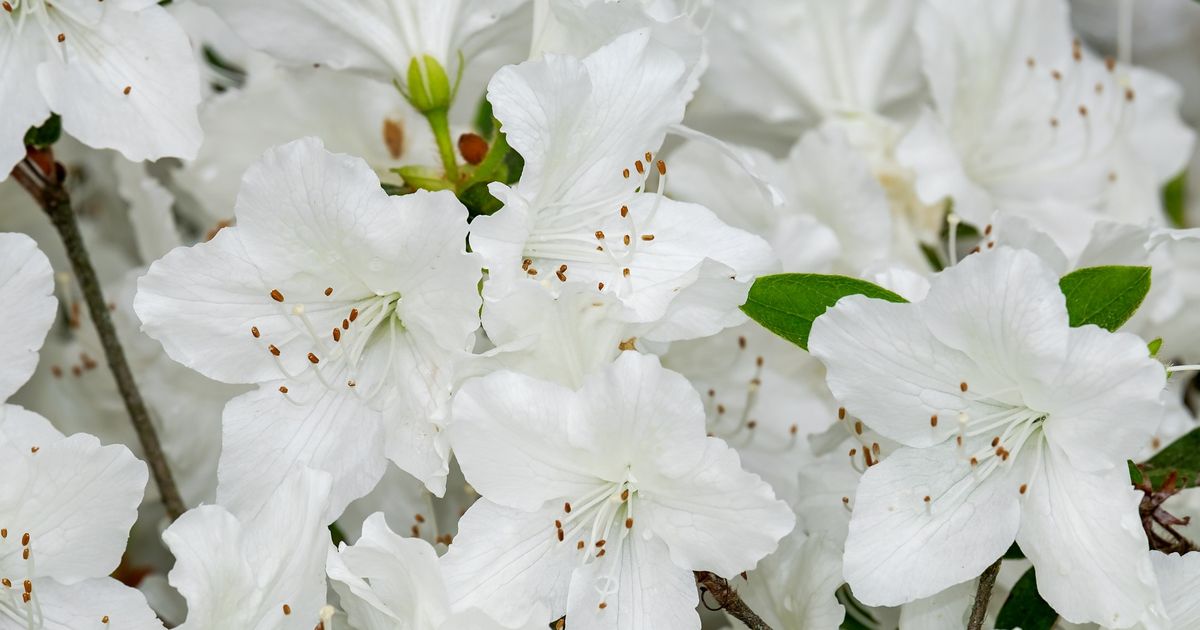 Cum sa intretii floarea ta preferata: Azaleea - KFetele