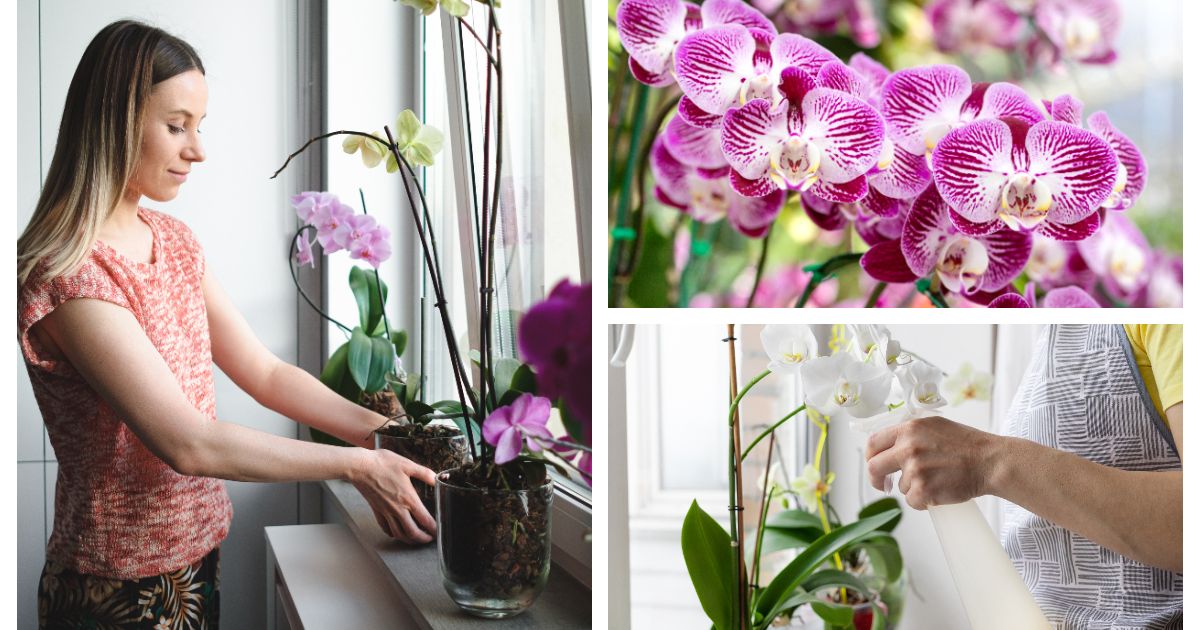 Metoda prin care trebuie femeile să ude orhideele. Vei avea cele mai ...