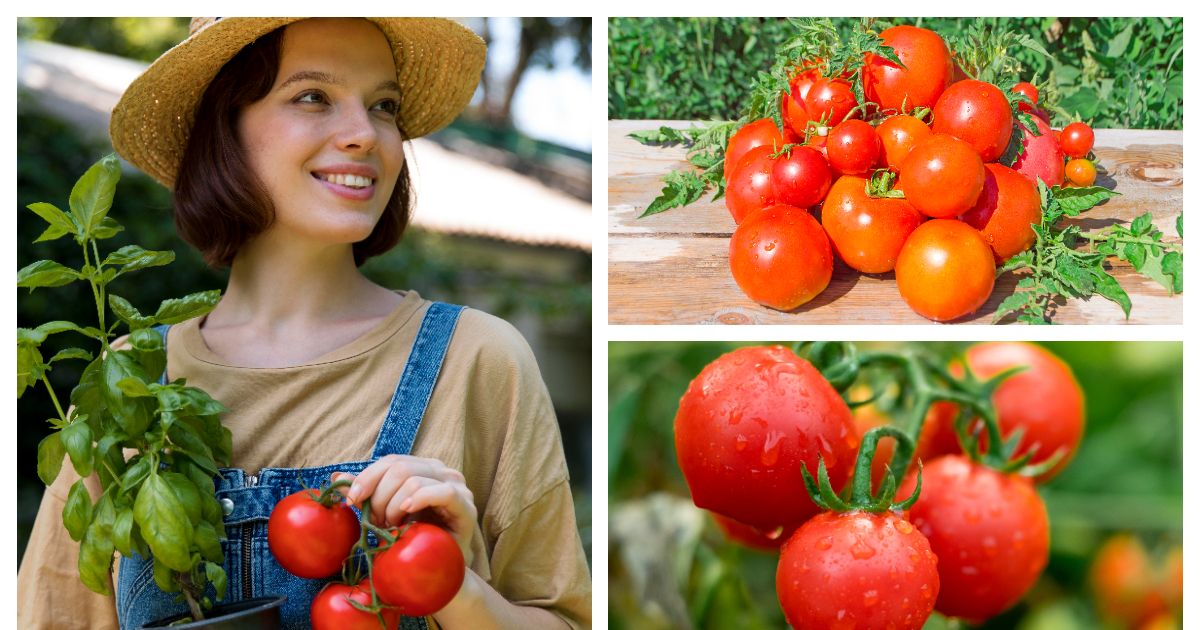 Cu ce este indicat să stropești roșiile în luna iunie. Secretul pentru ...