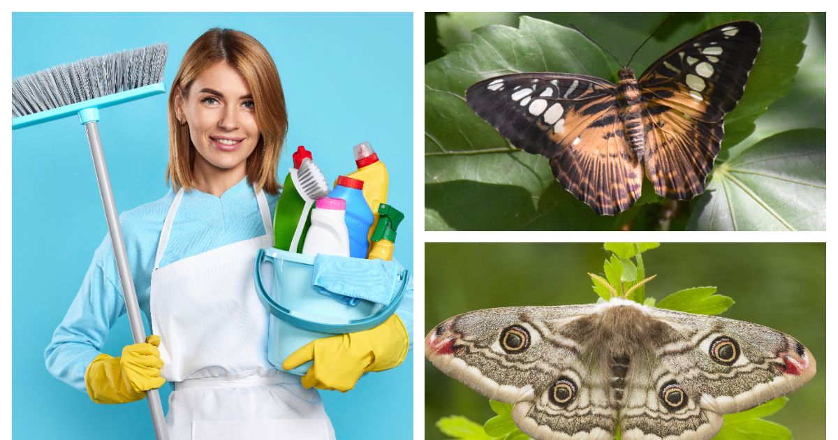 Ingredientul secret care te scapă de molii! Toate femeile trebuie să ...