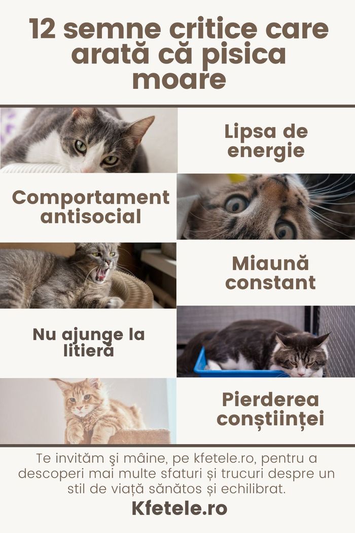 12 semne critice care arată că pisica moare - KFetele
