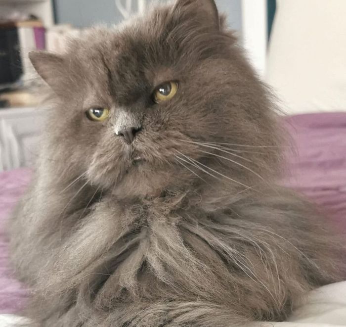 „A venit ziua în care, cu lacrimi în ochi, ne luăm adio. Dora e ...