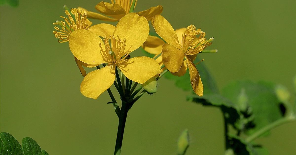 Rostopasca și beneficiile sale - De ce ar trebui să o utilizezi - KFetele