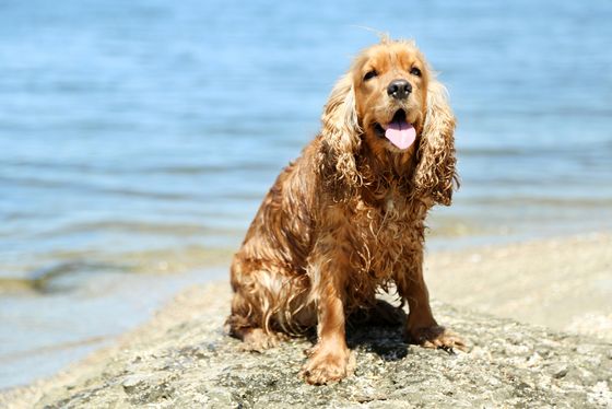 Tot ce trebuie să știi despre rasa de câini Cocker Spaniel! Cum să ai ...