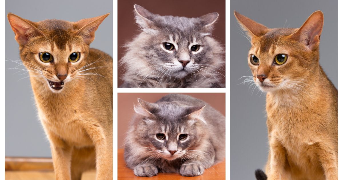 Cum comunică pisicile prin mișcările urechilor. Așa îți vei da seama ...