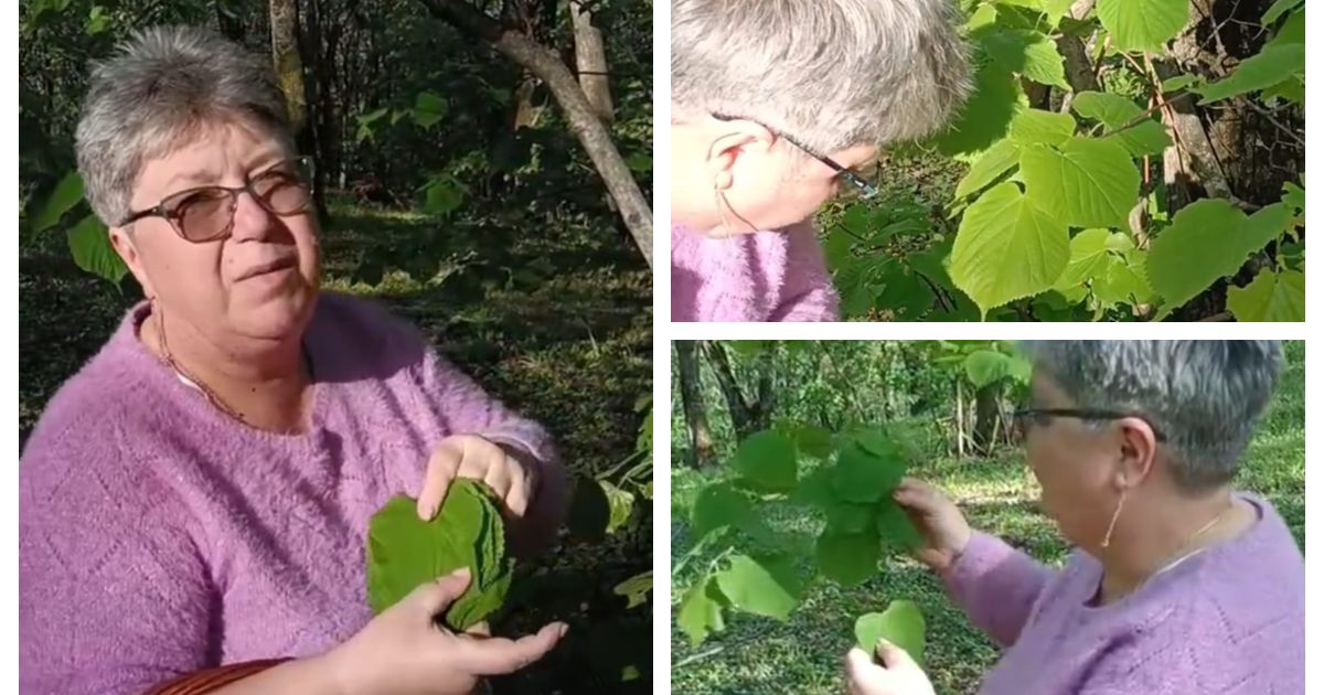 Gina Bradea a plecat în căutare de frunze de tei! La ce sunt acestea ...