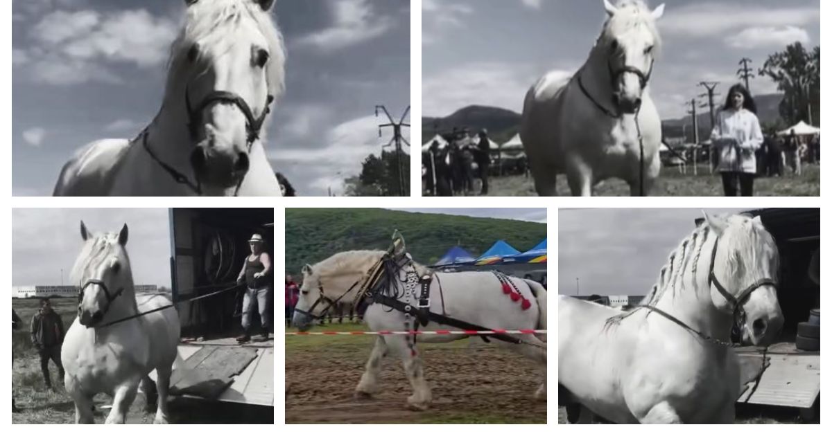 Firul poveștii miraculosului cal alb, Falko! S-a stins la scurt timp ...