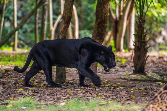 Curiozități surprinzătoare despre pantera neagră. 13 lucruri la care nu ...
