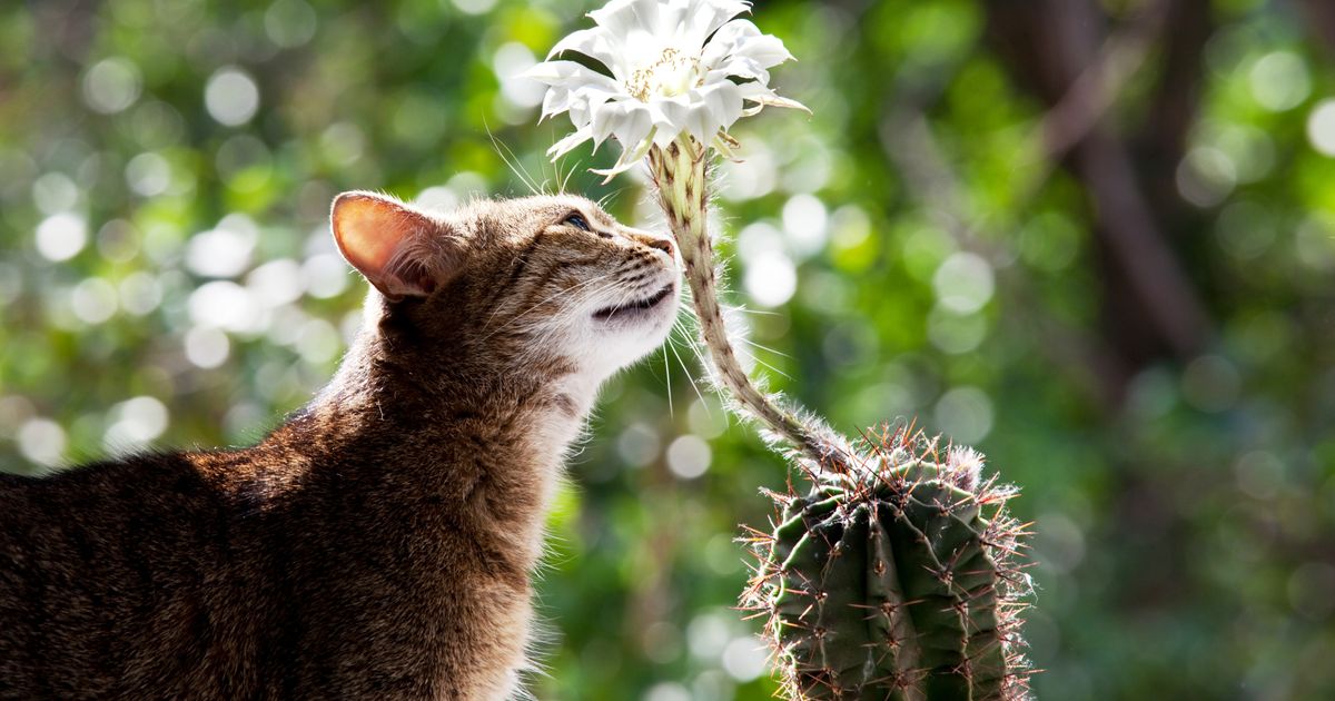 Plante toxice pentru animalele de companie. Îndepărtează-le rapid și păstrează-ți animalele în ...
