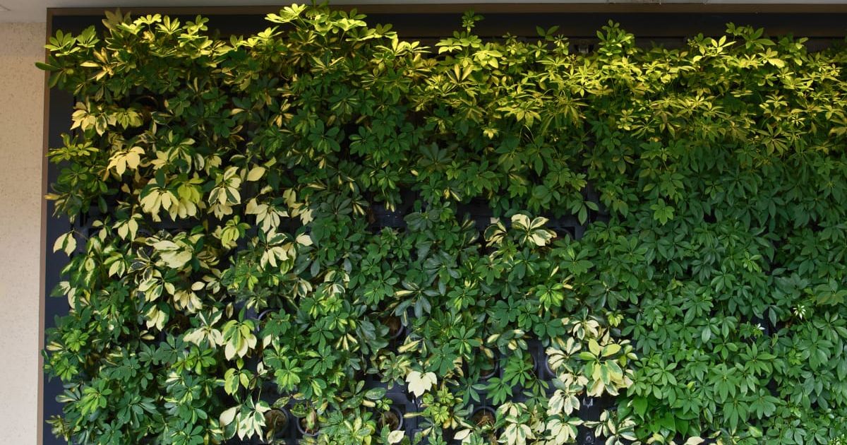 (P) Cum să creezi un perete verde în grădină sau pe terasă - KFetele