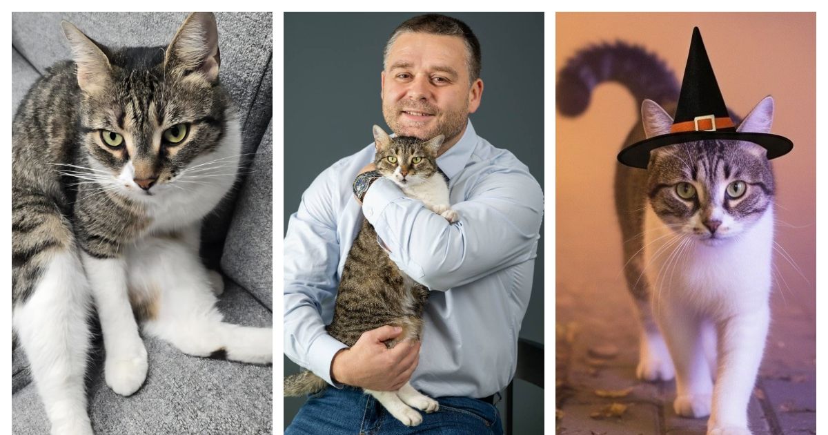 Povestea lui Jessy, pisica adoptată de Primăria Sectorului 6! Prin ce ...