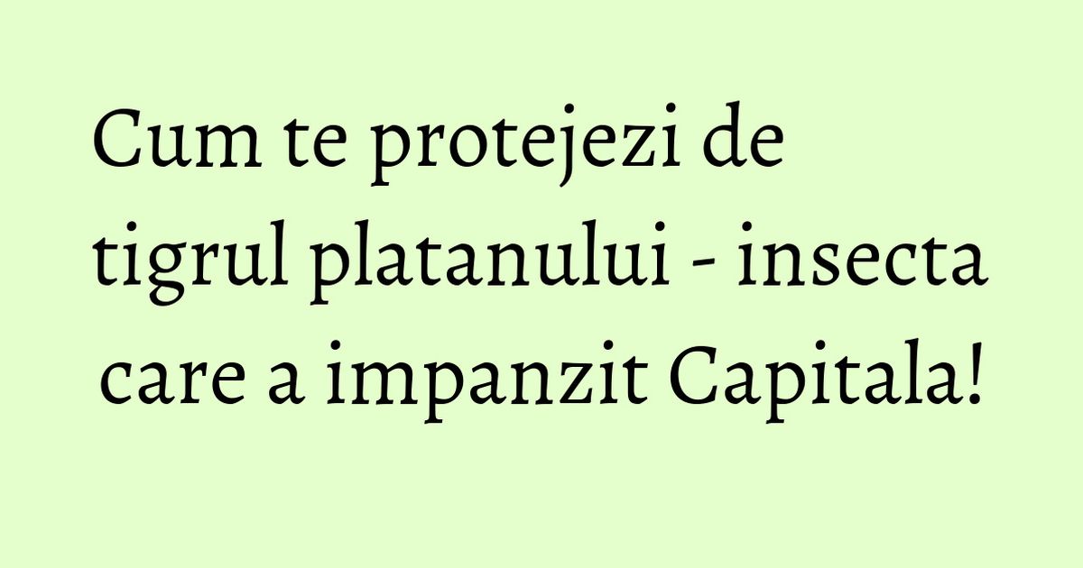 Cum te protejezi de tigrul platanului - insecta care a impanzit ...