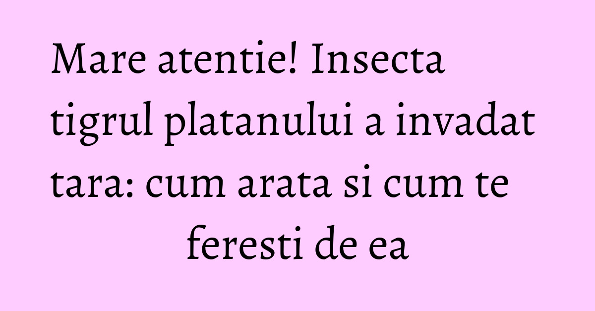 Mare atentie! Insecta tigrul platanului a invadat tara: cum arata si