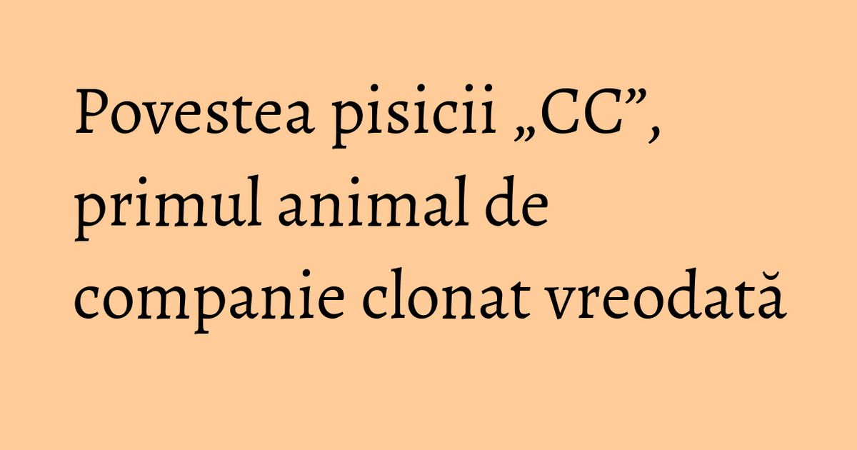 Povestea pisicii „CC”, primul animal de companie clonat vreodată - KFetele