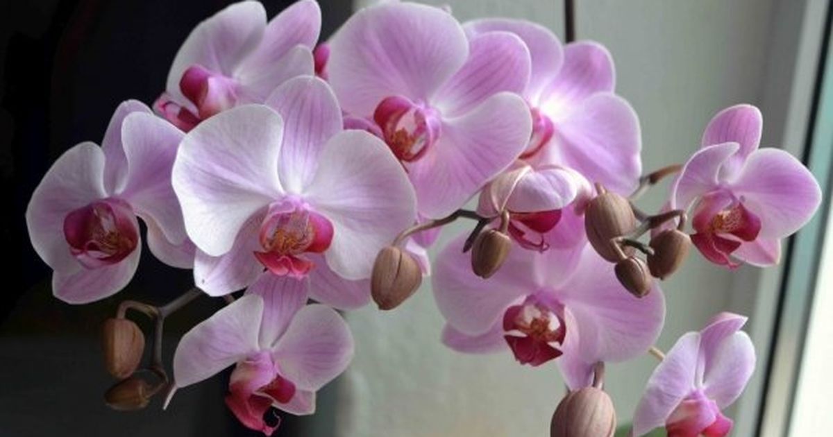 Unde trebuie să ții orhideea ca să-ți aducă bucurie - KFetele