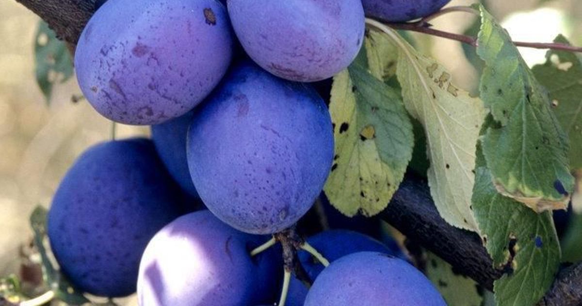 Dieta cu prune. Cum să slăbești spectaculos în numai 3 zile! - KFetele