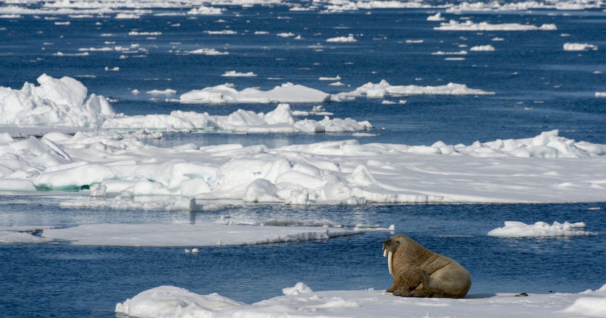 HALUCINANT. La cercul Arctic ninge cu particule de plastic - KFetele