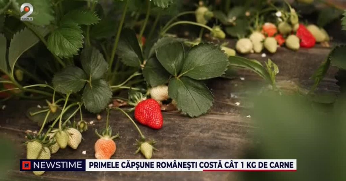 Primele căpșuni românești costă cât 1 kg de carne - KANAL D2