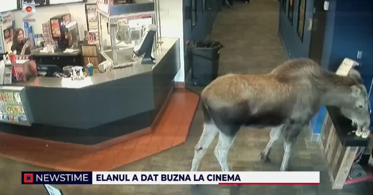 Elanul a dat buzna la cinema - KANAL D2