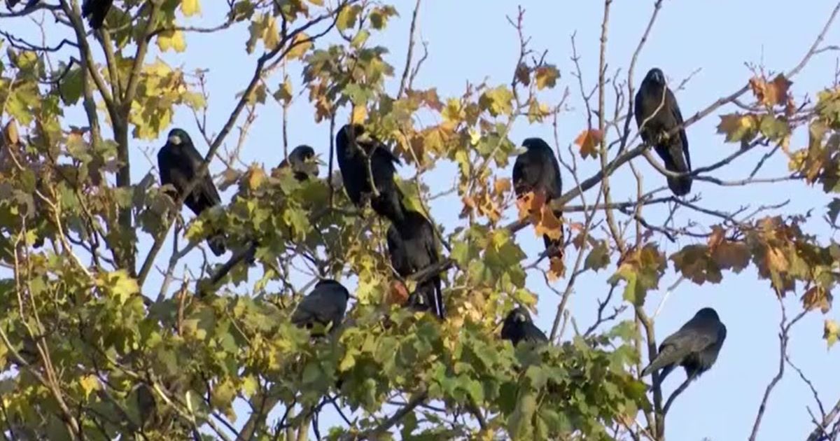 Ciorile le dau în continuare bătăi de cap primarilor din marile orașe ...