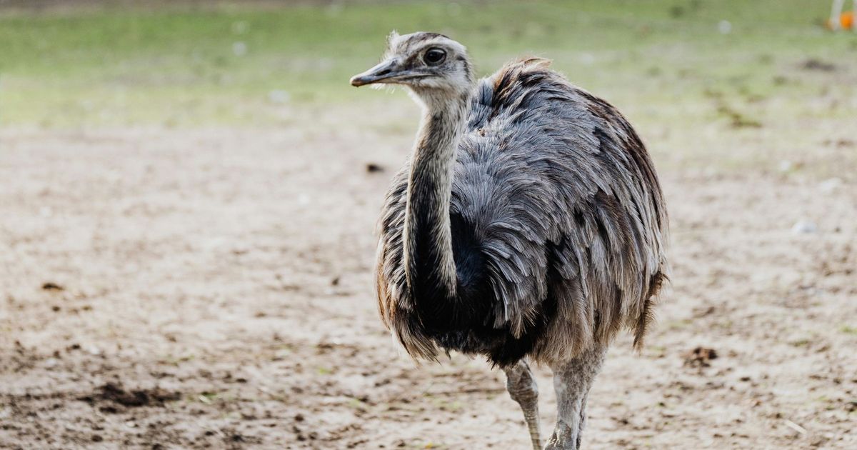 Un struț a evadat de la zoo și a făcut slalom printre mașini ...