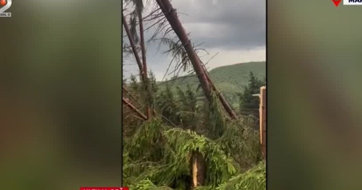 VIDEO O pădure din Maramureș a fost distrusă de furtună. Copacii au ...