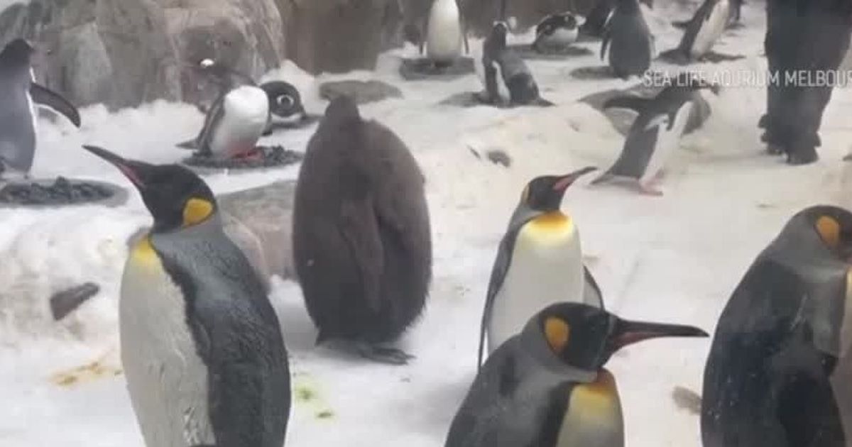 VIDEO Pesto este cel mai dolofan pui de pinguin. Micuțul cântărește 22 ...