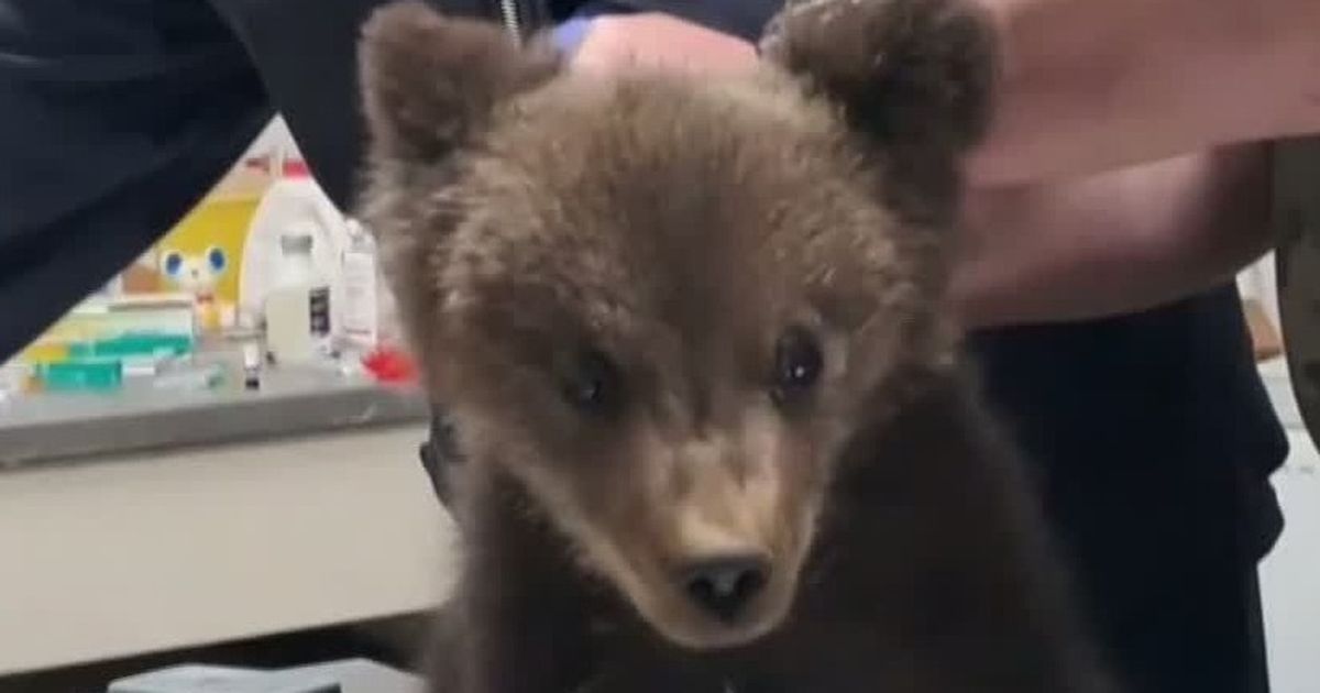 VIDEO Doi pui de urs au fost salvați din copac. Aceștia au fost blocați ...