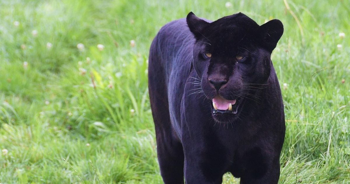 VIDEO Alertă în România! Orașul din România pe străzile căruia s-ar ...