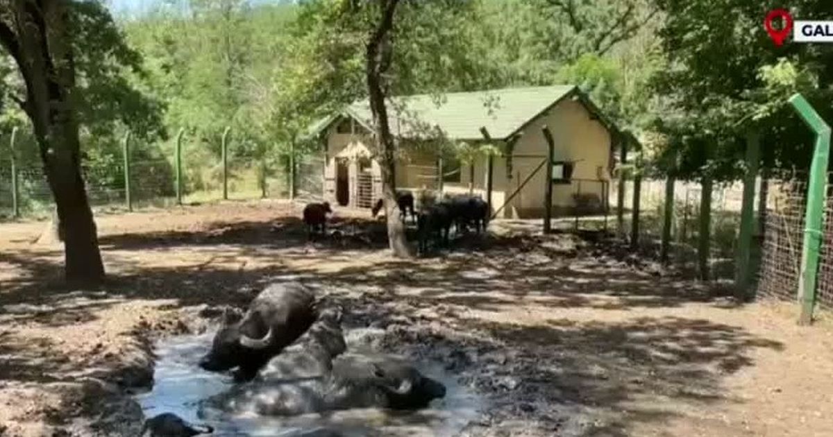 VIDEO Meniu de caniculă la grădina zoologică. Cum sunt tratate ...