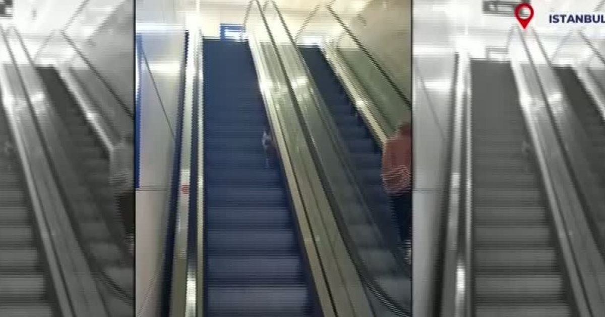 VIDEO Pisica încăpățânată din aeroportul din Istanbul cucerește ...