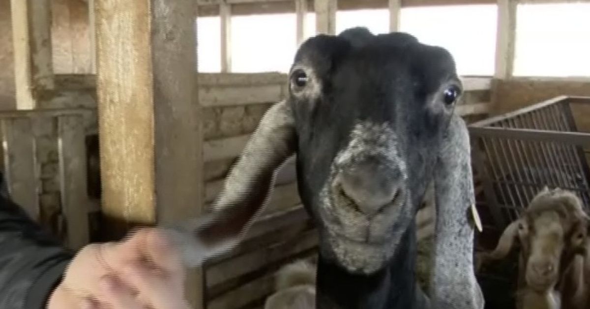 VIDEO Fermierii români pariază pe caprele Anglo-Nubiene. O rasă exotică cu lapte valoros și ...