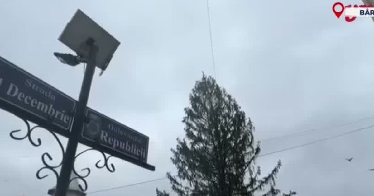 VIDEO Bradul „firav” din Bârlad stârnește hohote de râs pe internet: un ...