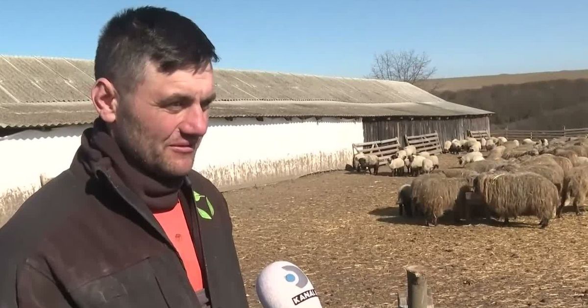 VIDEO Mielul de Paște, în pericol: Prețuri în creștere și exporturi ...