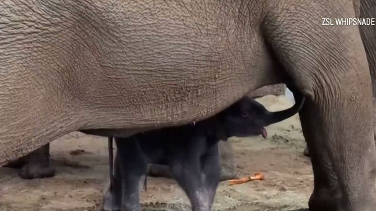 VIDEO Pui de elefant asiatic cucerește inimile la doar două zile de ...