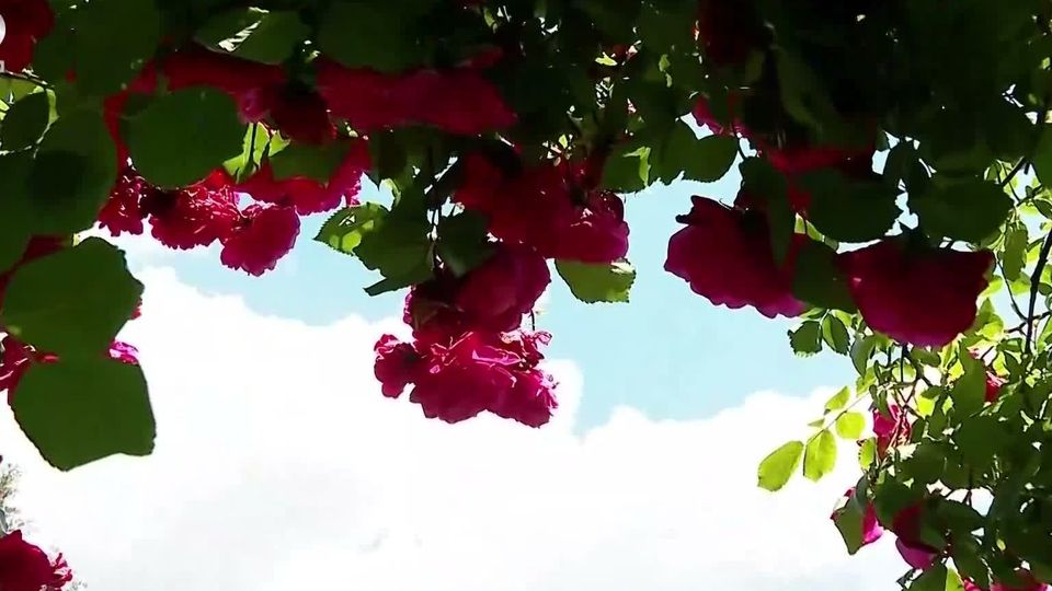 VIDEO Grădina Botanică din Iași, un paradis al trandafirilor în plină ...