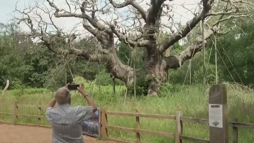 VIDEO Stejarul secular al lui Robin Hood a murit. Un arbore de 1.200 de ...