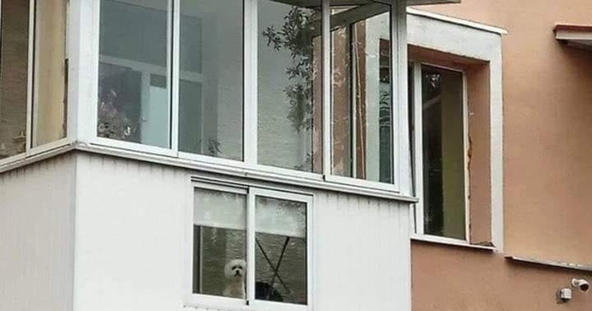 Imagine virală cu un cățel care are propriul geam la balcon: „Își vede ...