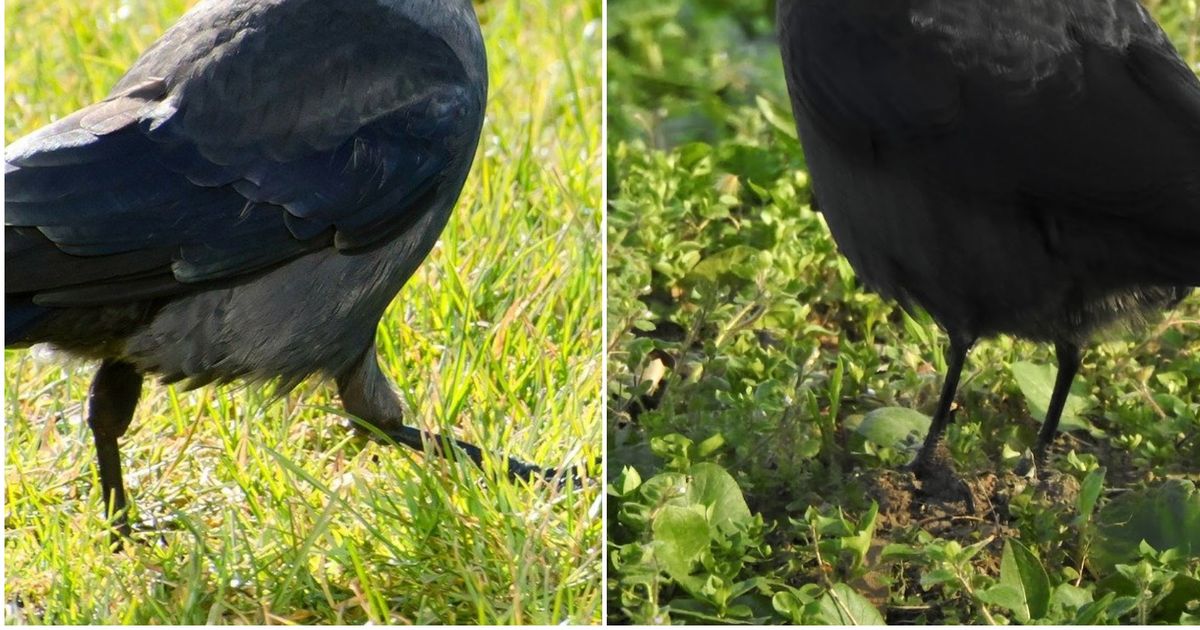 Dimineața Nebună. O stăncuță a devenit virală în Bârlad. A învățat să ...