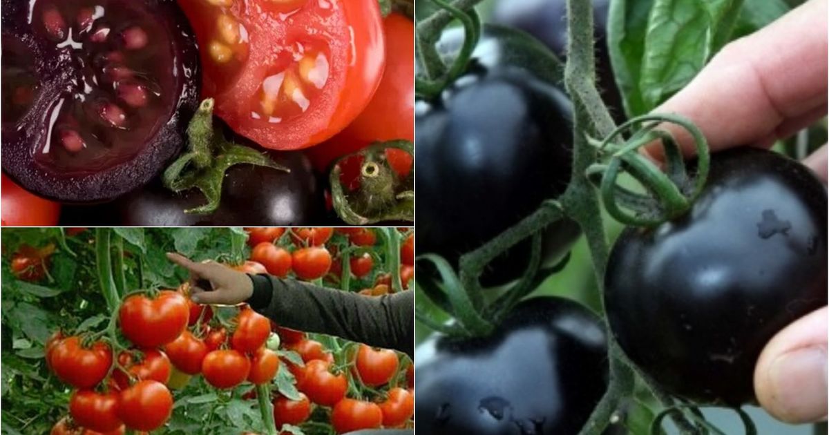 Americanii vor consuma roșii mov, modificate genetic! Motivul pentru ...