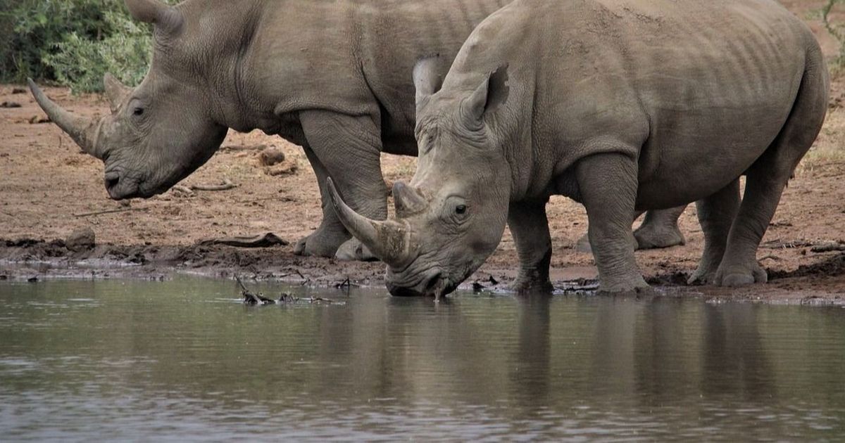 Dimineața Nebună: Coarnele de rinocer au devenit mai scurte în ultimul ...