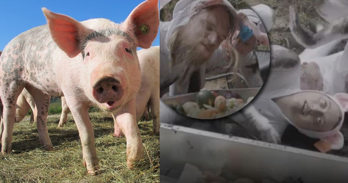 Oamenii care plătesc sume fabuloase de bani ca să trăiască ca un porc ...