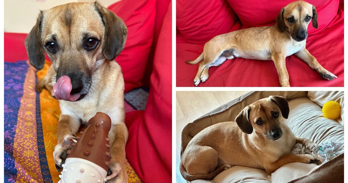 Stăpânii lui Patrocle, cățelul pierdut pe care îl caută tot Bucureștiul ...