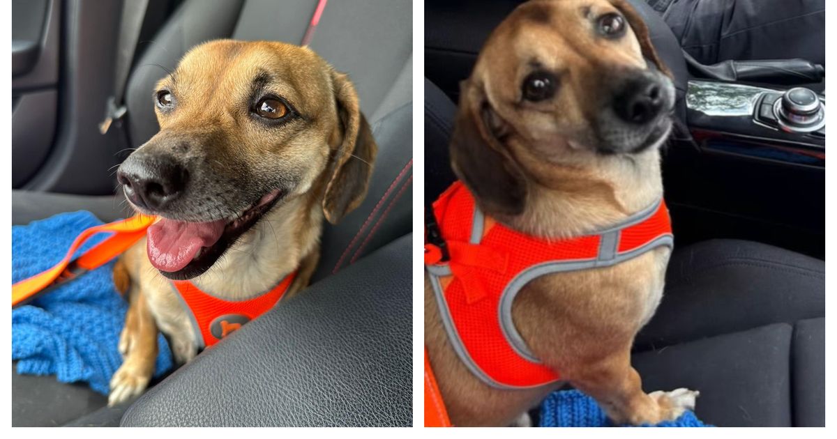 Final fericit pentru Patrocle! Cățelul dispărut în București este în ...