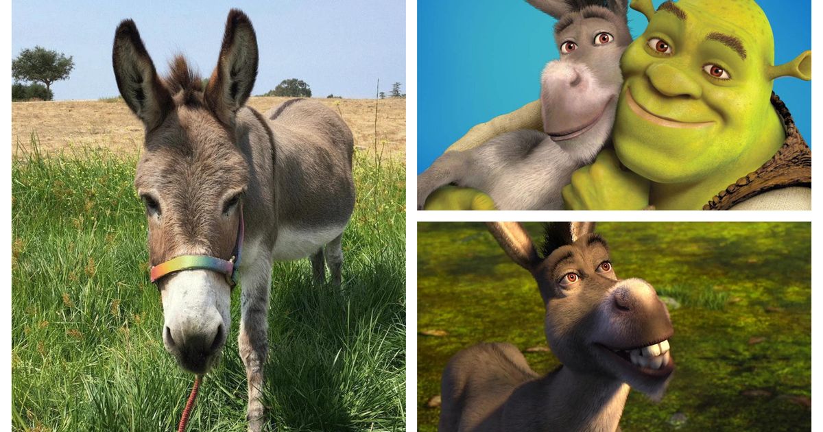 Măgarul Perry, care a inspirat personajul legendar din „Shrek”, a murit ...
