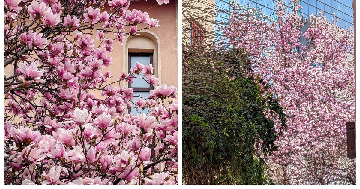 Harta magnoliilor din București. Cele mai frumoase flori ale primăverii ...
