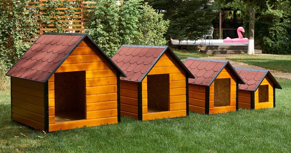 Cele mai potrivite rase de câini pentru familiile cu copii - Radio Impuls