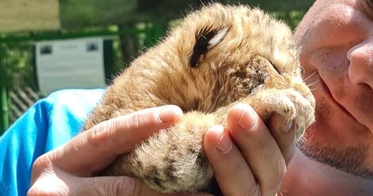 Un ligru s-a născut la Suceava: Felina rară, vedeta unei grădini ...