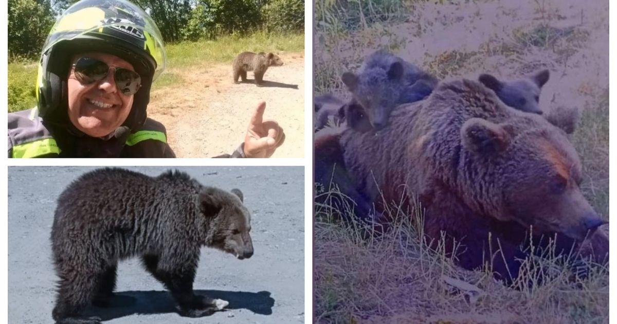 Ce postase italianul ucis de o ursoaică pe Transfăgărășan înainte cu o ...